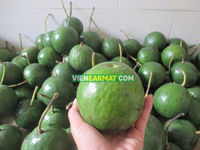 Giống bơ booth 7 trái vụ cho năng suất cao - Viện Eakmat