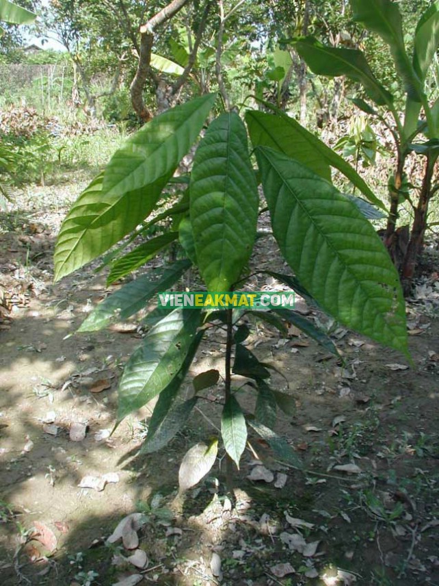 Kỹ thuật trồng cây ca cao đạt hiệu quả - Viện Eakmat