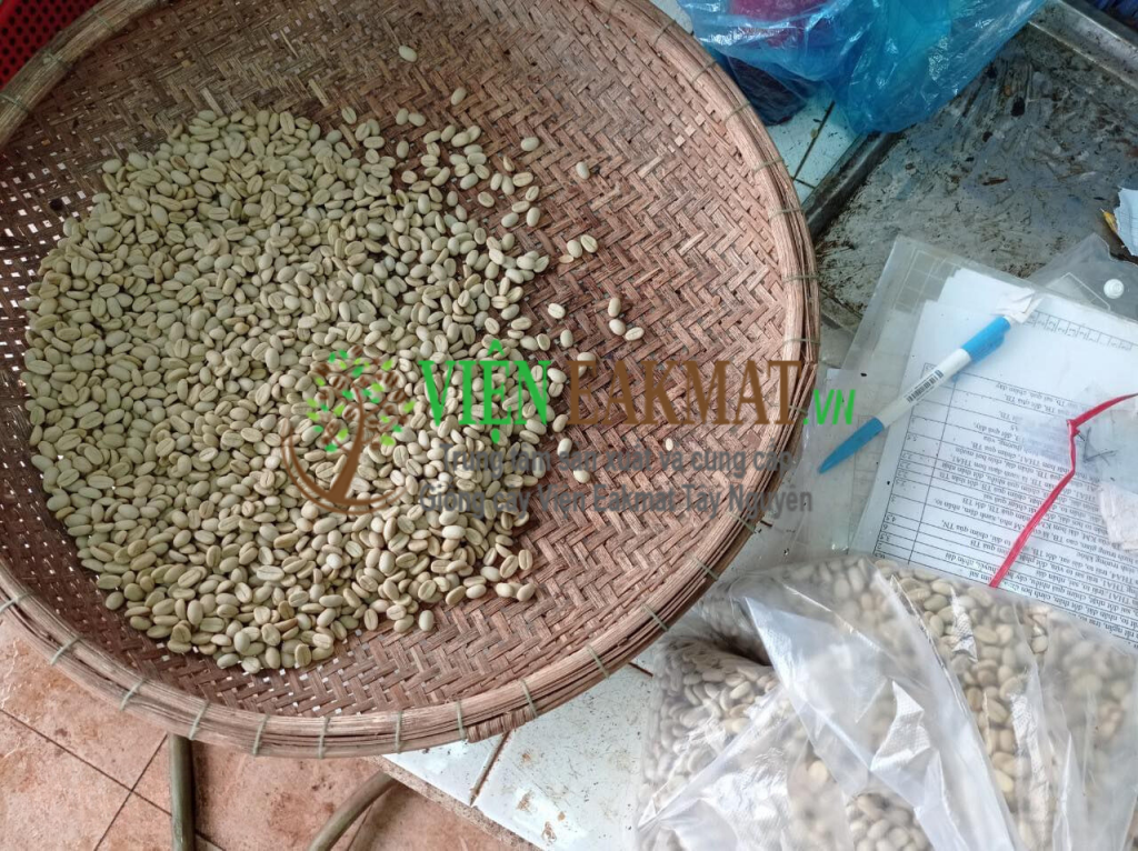 Hạt giống cà phê chè THA1 vụ mùa 2023 - Viện Eakmat